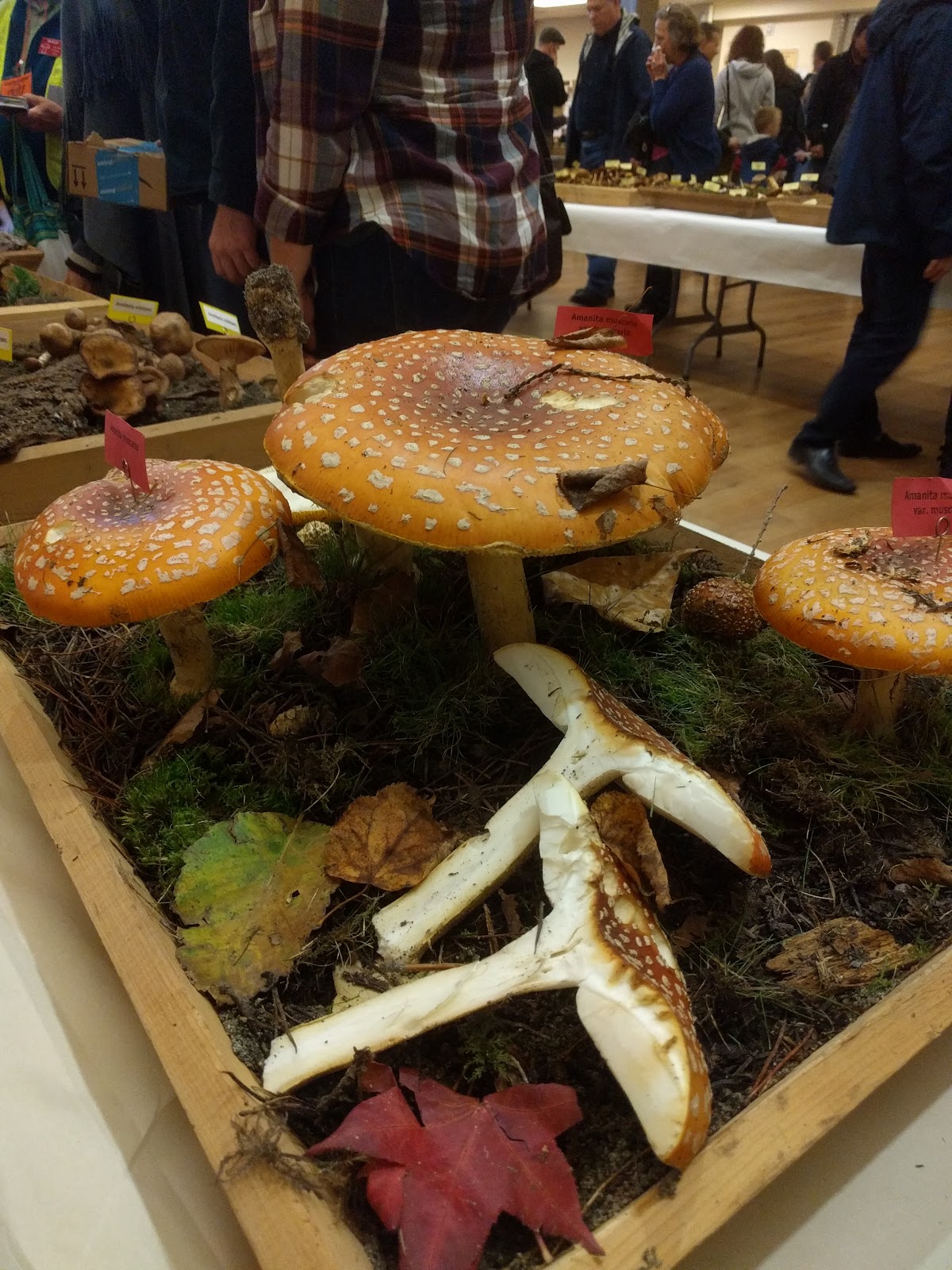 sleeping with my eyes open: Puget Sound Mycologoical Society Mushroom Show