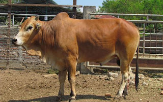 Jenis Jenis Sapi Lokal Asli Indonesi - PUSTAKA PETANI