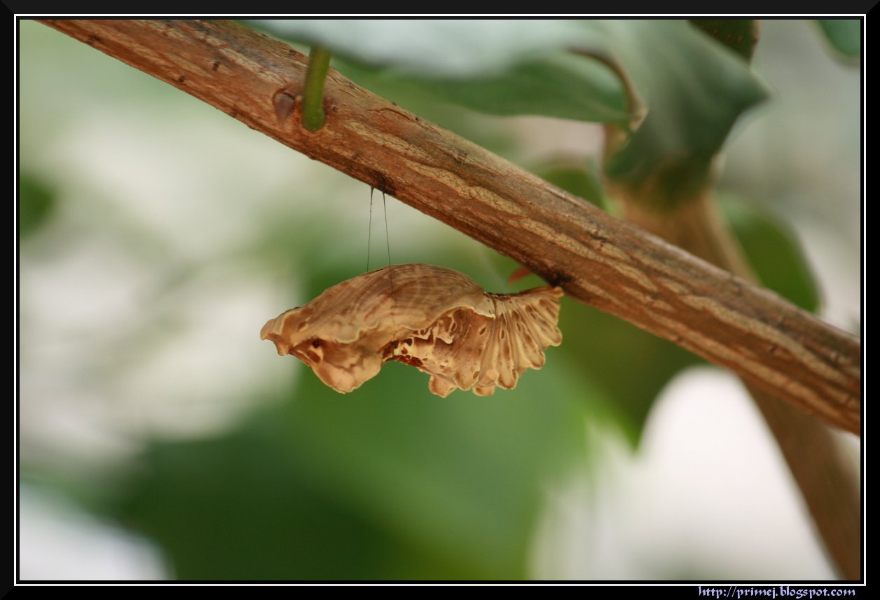 Prime Photos: Chrysalis