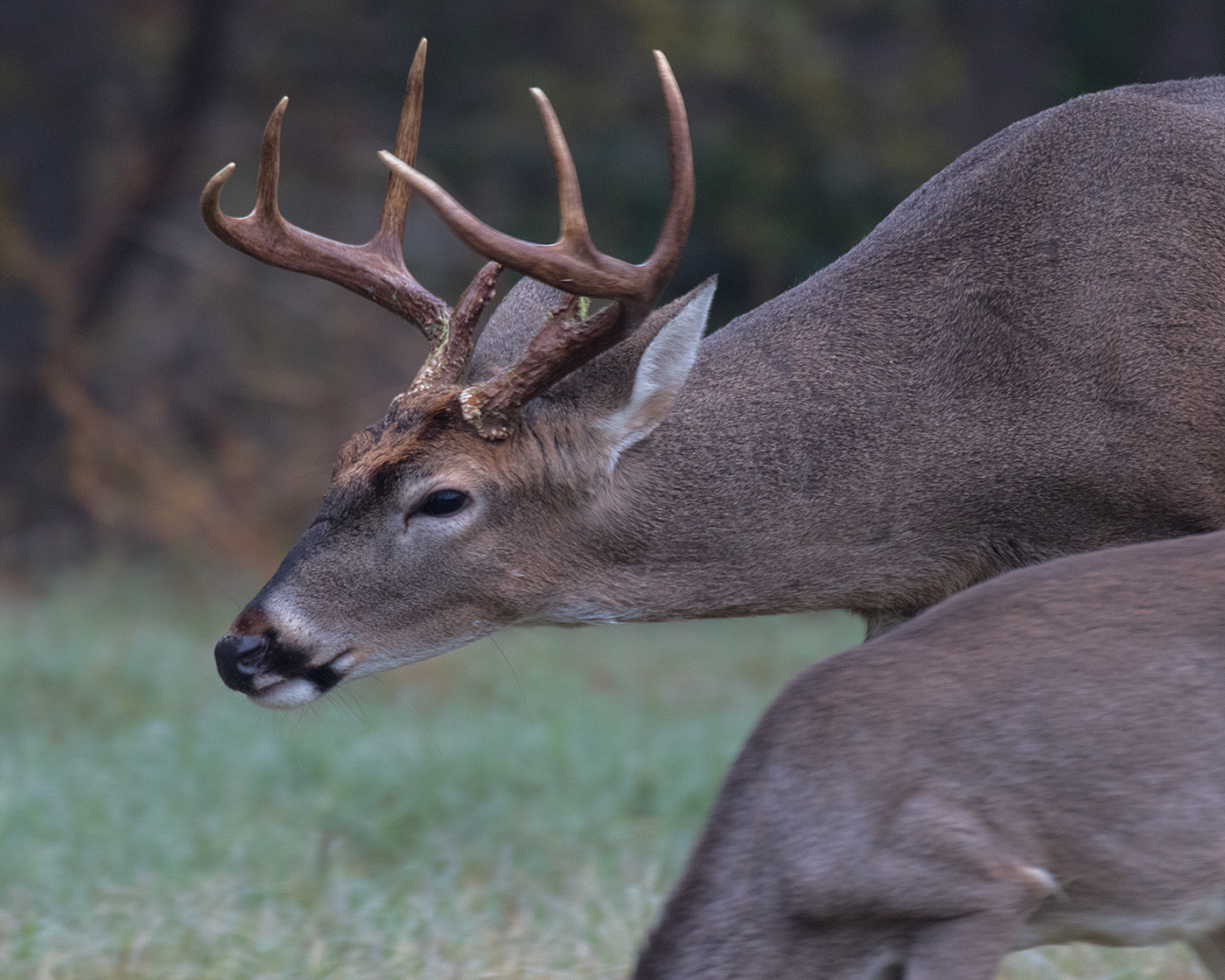 Edward Plumer: Eight-Point Buck in the Backyard