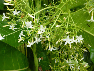 Milk Wood Alstonia - Hawari nuga | SL Flora