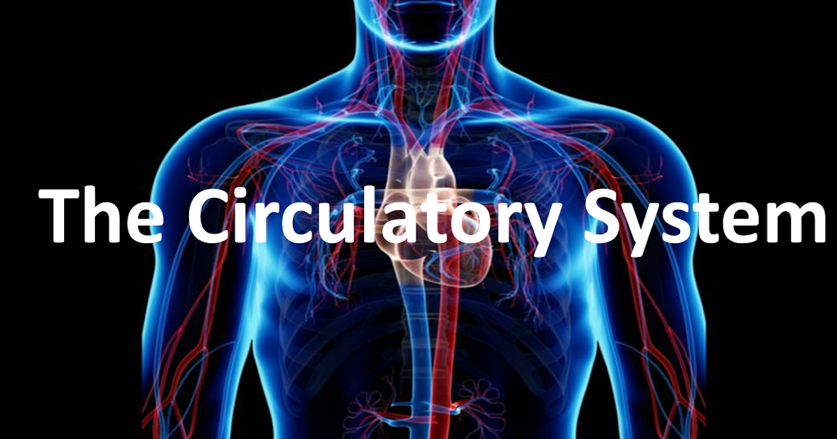Science8: Semester 1, Chapter 3 - Human circulatory system