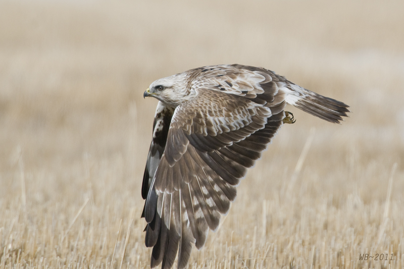 For the birds: Rough-legged Hawk (Buteo Lagopus)