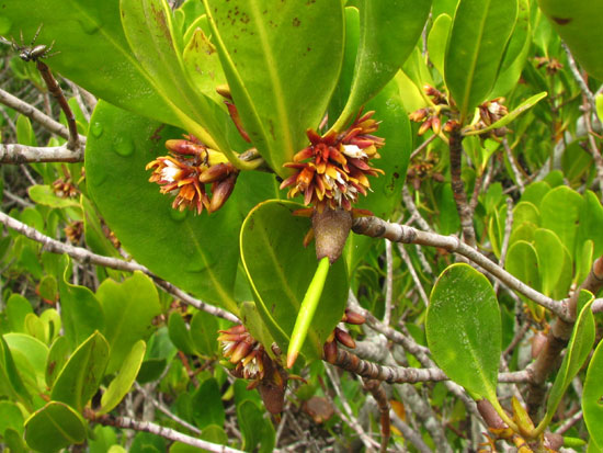 Ceriops decandra - Alchetron, The Free Social Encyclopedia