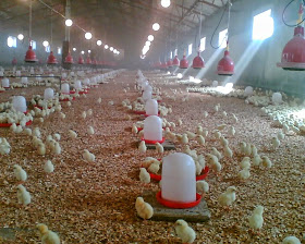 Agriculture for all: Deep Litter Or Battery Cage - Reasons Poultry ...