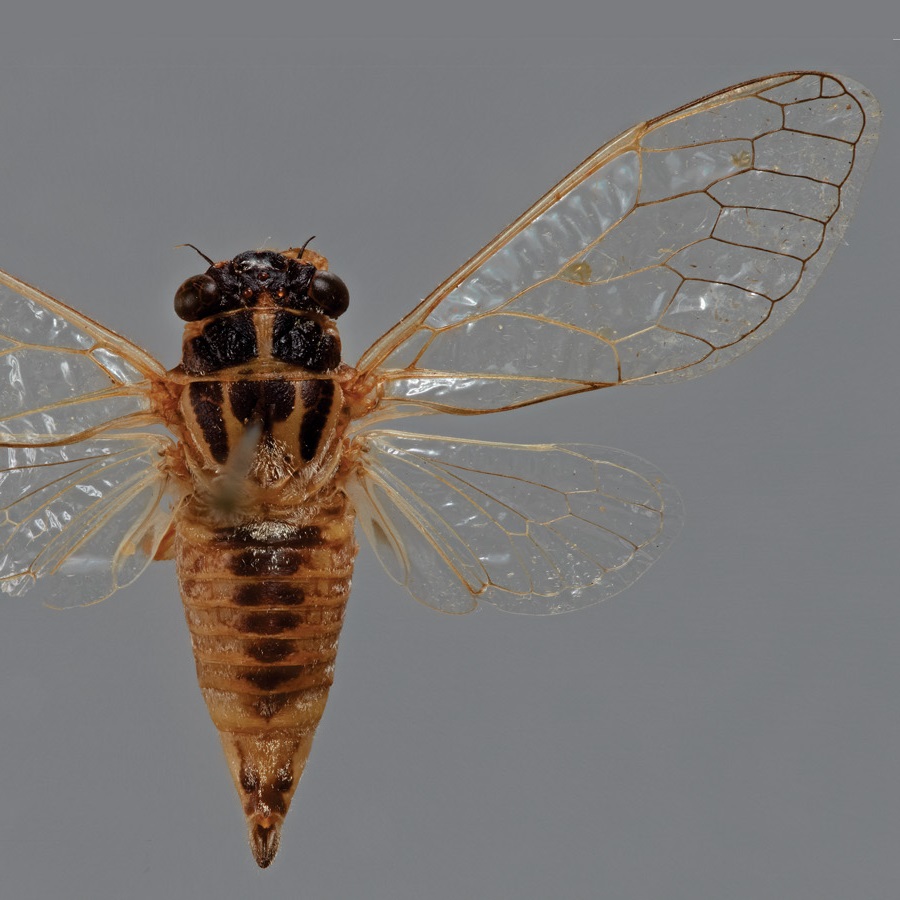 Species New to Science: [Entomology • 2017] Five New Species of Grass ...