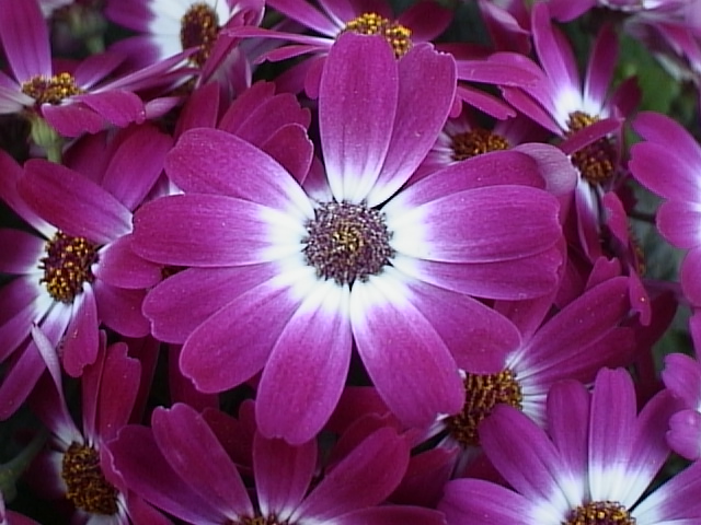 Best Flower's Care: CINERARIA