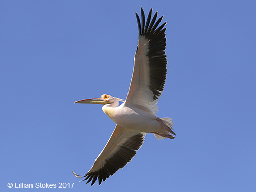 STOKES BIRDING BLOG: Mega Rare Great White Pelican More Photos
