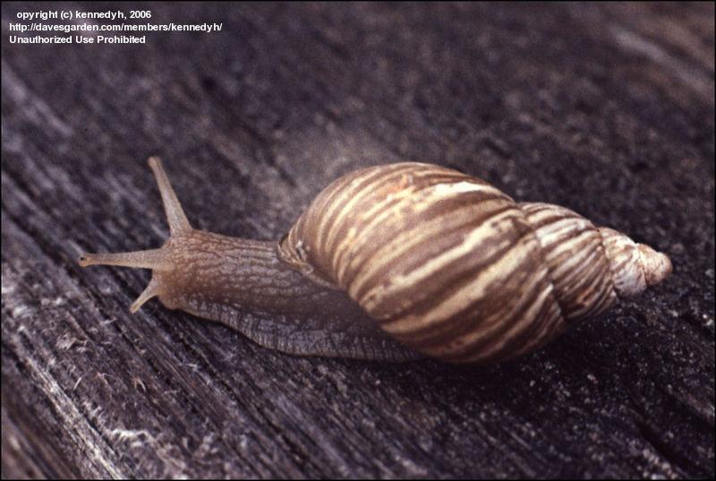 Bulimulidae - Alchetron, The Free Social Encyclopedia