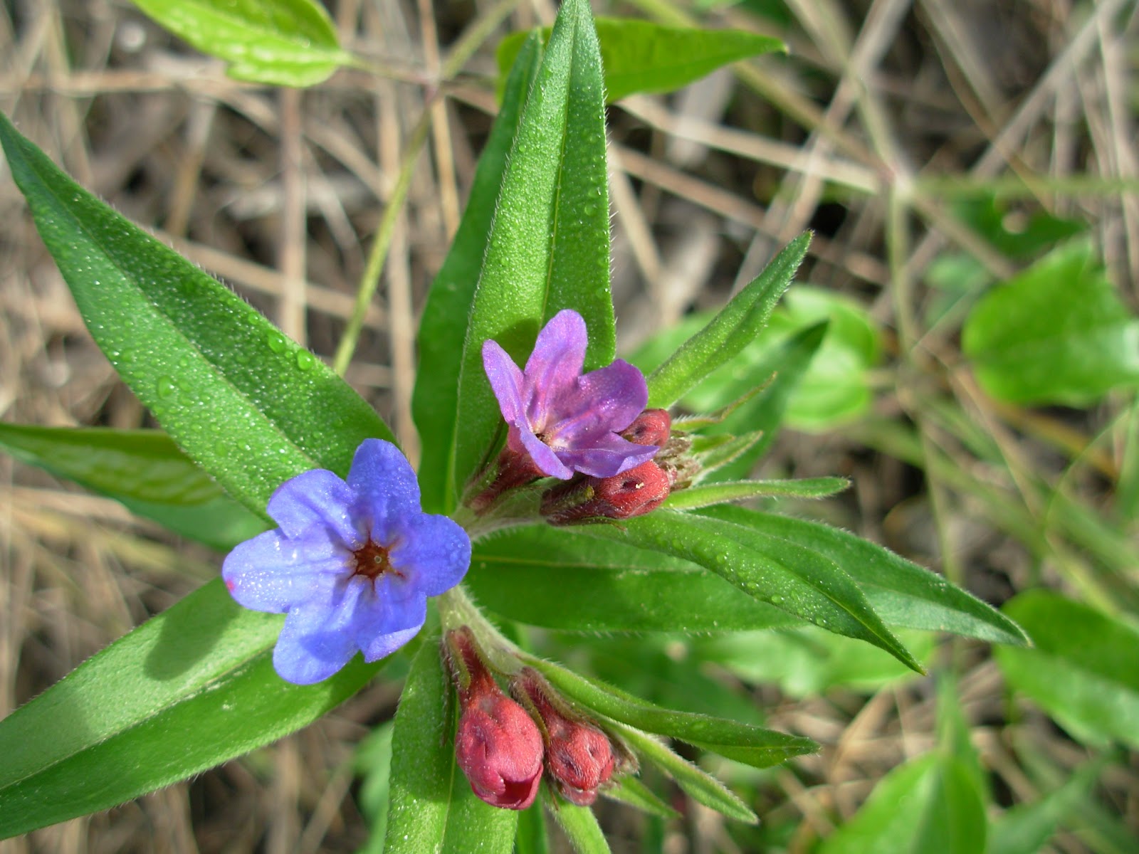 Les plantes de Torrelles: Lithospermum purpurocaeruleum