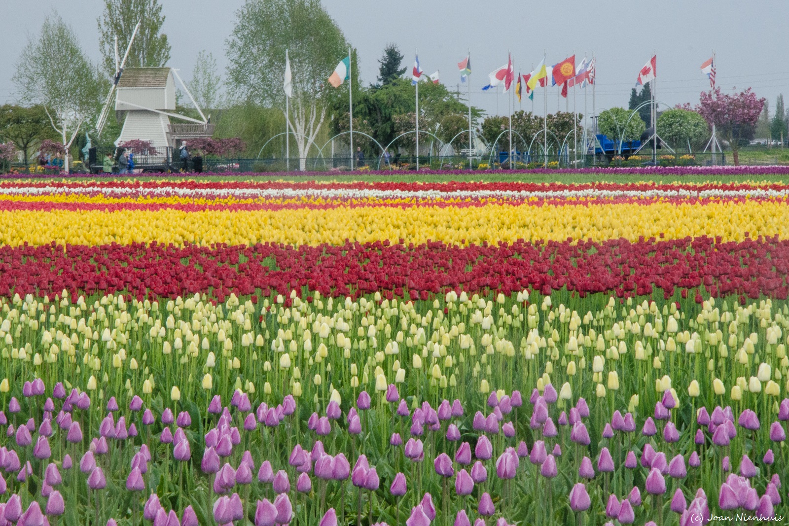 Pacific Northwest Photography: Tulip Town: the flags