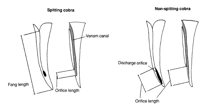 Herpetological Toxicology: Spitting Snakes