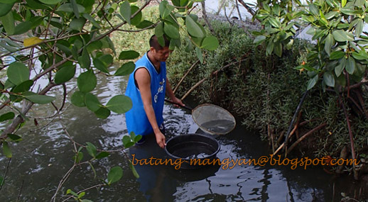Batang Mangyan: Pag-aalaga ng Lapu-lapu