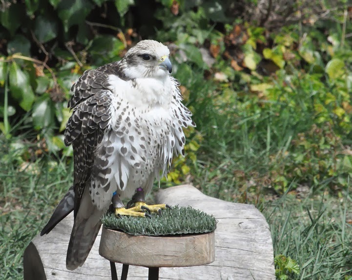 ZOOTOGRAFIANDO (6.100 ANIMALS): HALCÓN SACRE / SAKER FALCON (Falco cherrug)