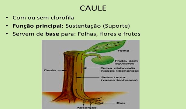 BLOG DO "VOINHO": CONHECENDO OS TIPOS DE CAULE