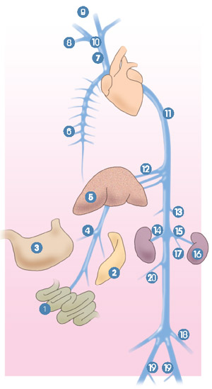 Diario di una biologa ribelle : Anatomia del gatto: cuore, vasi e ...