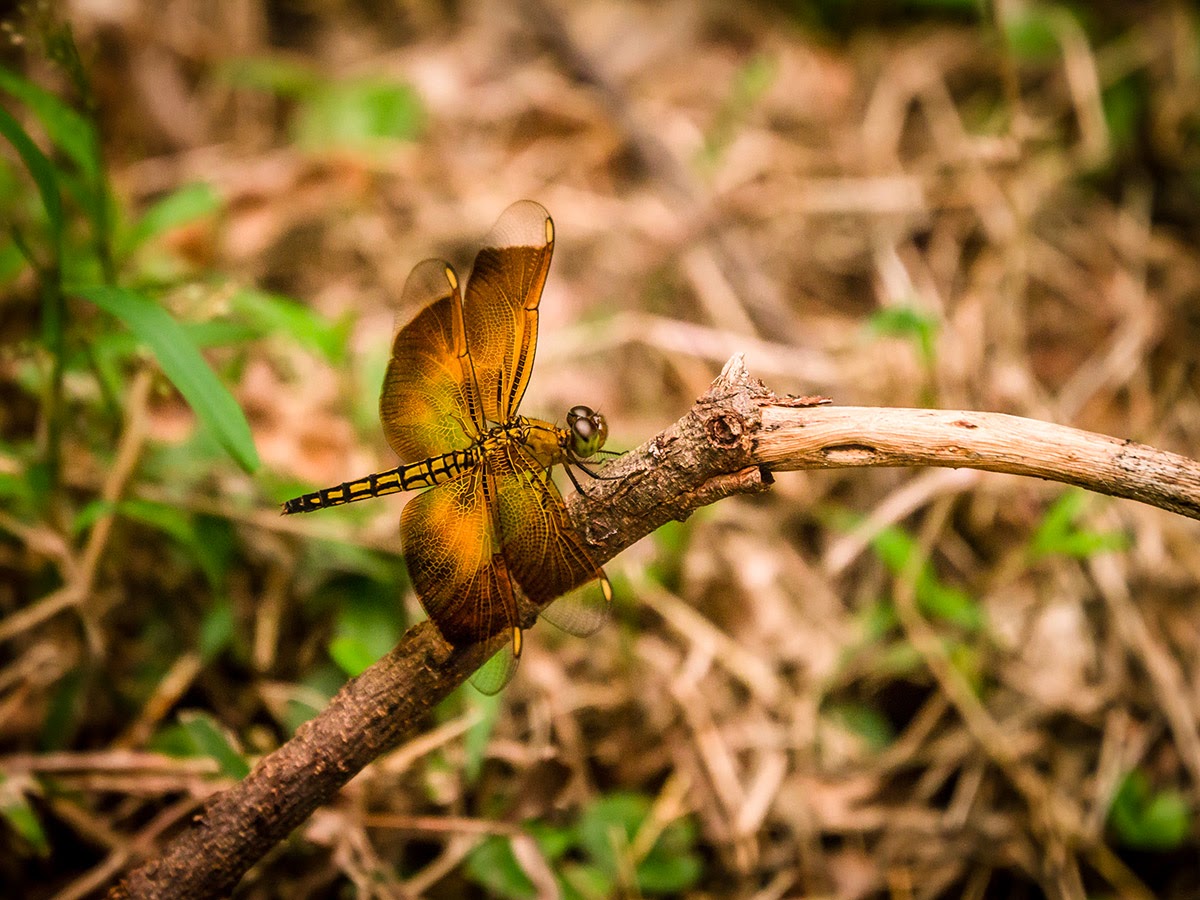 tower record: 優雅的善變蜻蜓(雌蟲, 黃褐色型)_Neurothemis ramburii ramburii (Red ...