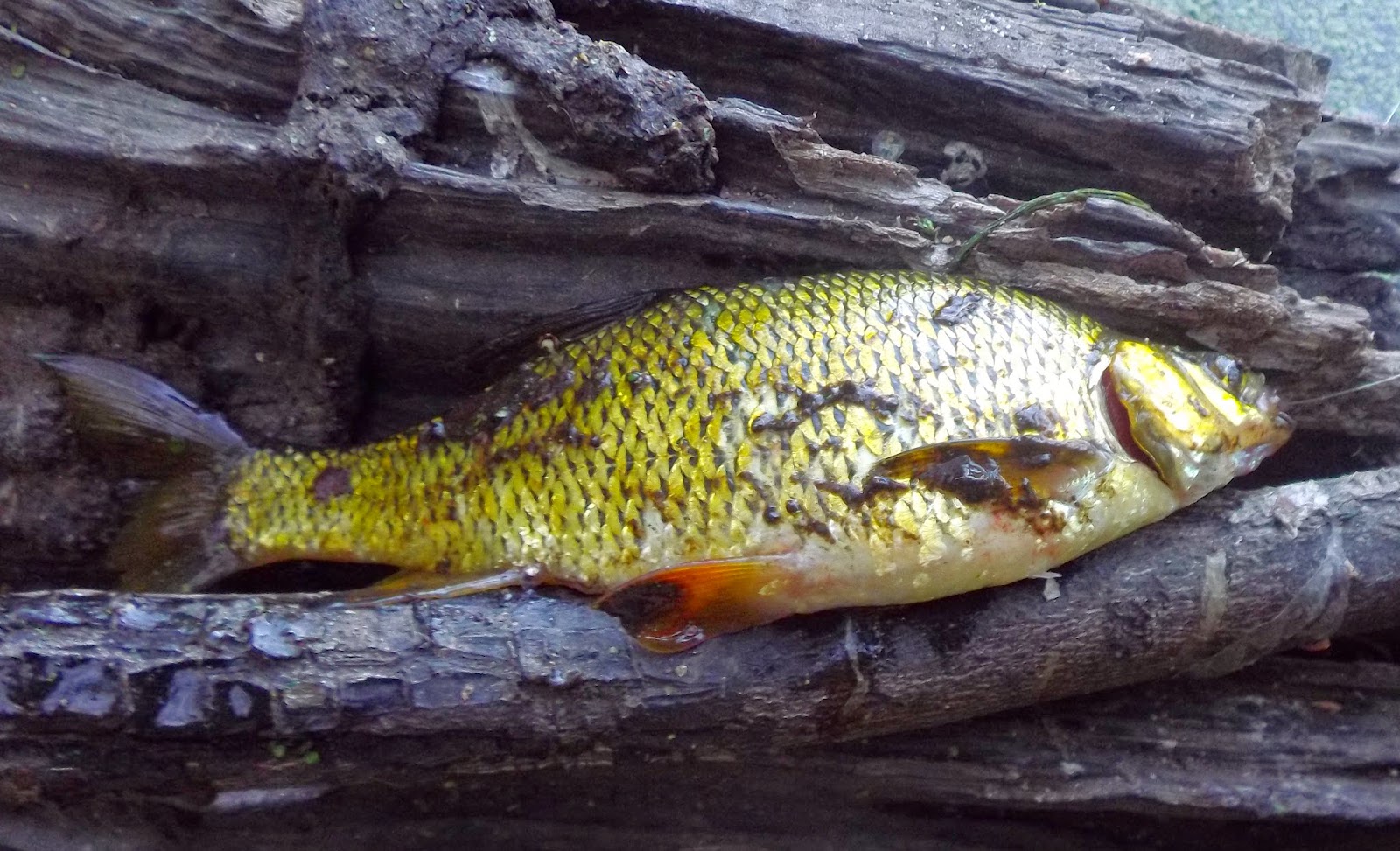The Great Lakes of NYC: Golden Shiner