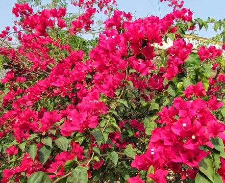 Khasiat Herba Bugenfil | Khasiat Tanaman Bunga