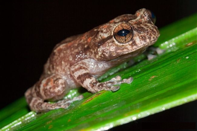 Adjuntas: Paisaje Natural y Social: La Vida Silvestre y Hábitat