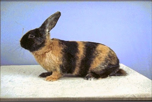 konijnenrassen: Middelgrote rassen