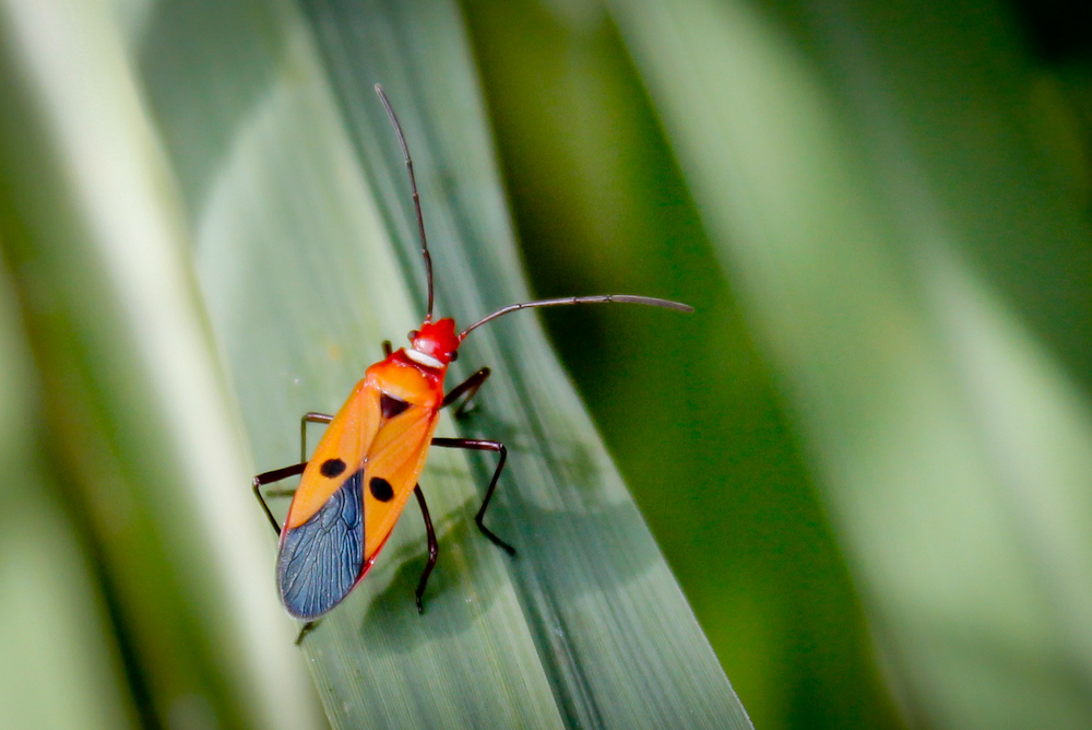 PENEROKA ALAM: Masked Beetle