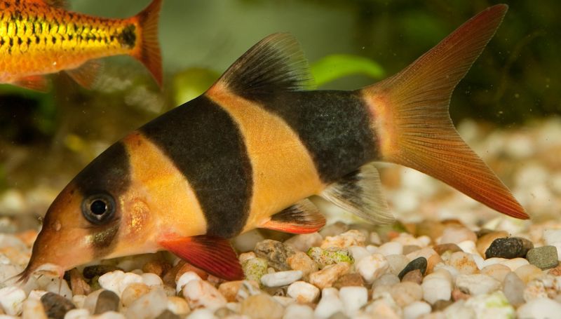 Tips for Successful Loach Cultivation (Based on Types) - fish-hobbyist