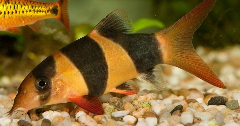 Tips for Successful Loach Cultivation (Based on Types) - fish-hobbyist