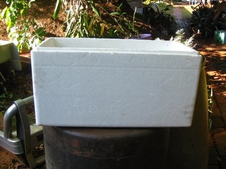 Going Grey and Slightly Green: Is it safe to grow veggies in Styrofoam ...