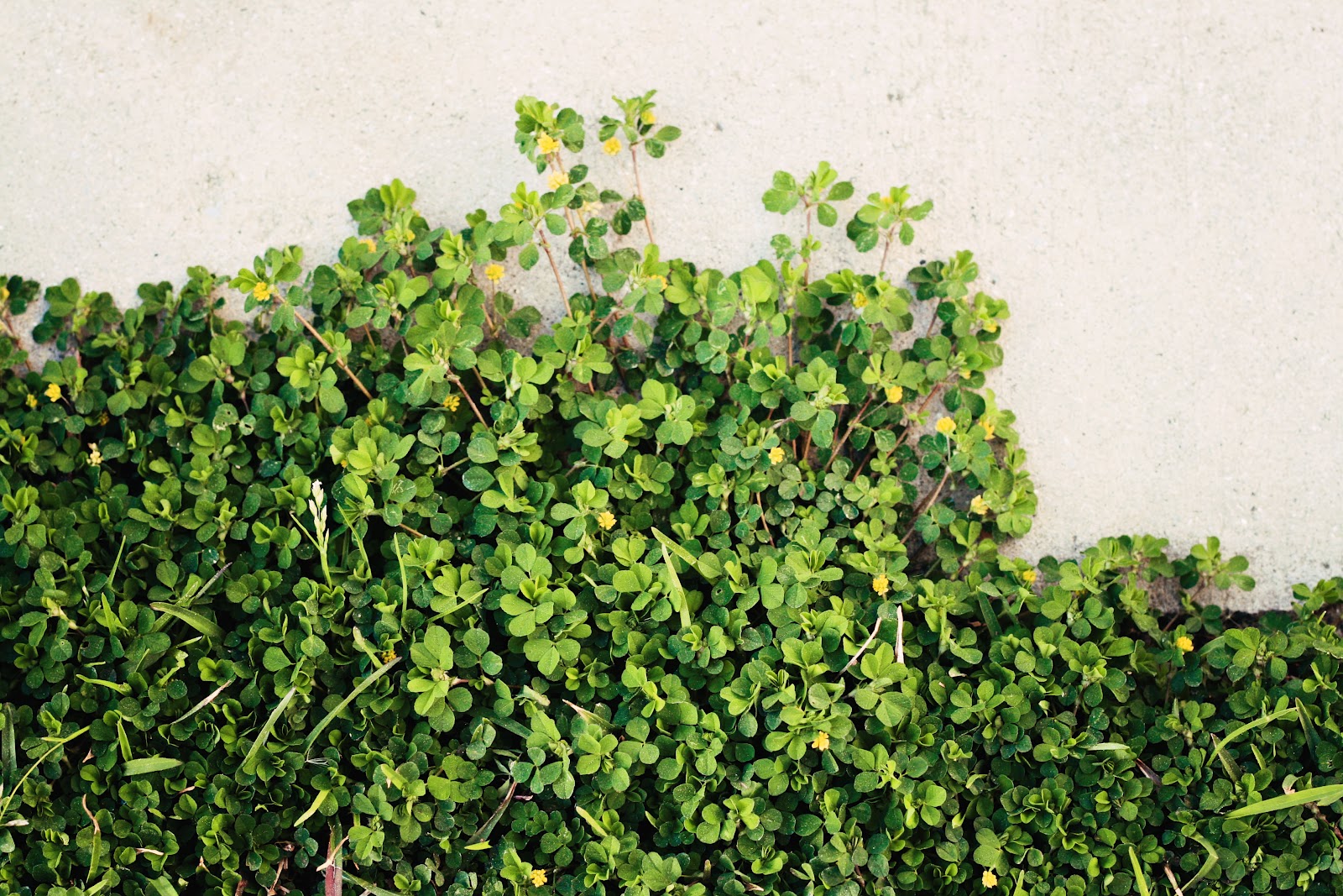 A Simmering Pot and a Mom: Eat Your Weeds-Edible and Medicinal Uses for ...