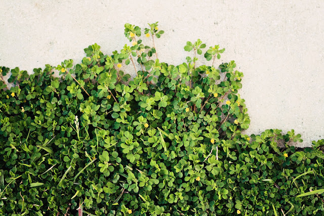 A Simmering Pot and a Mom: Eat Your Weeds-Edible and Medicinal Uses for ...