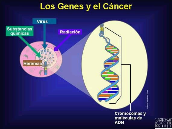 Cancerología de Quintana Roo, A. C. : Los genes y el cáncer
