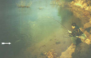 Pescaresti: PESCUITUL LA AVAT