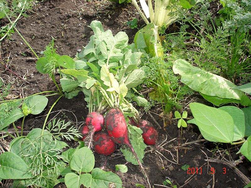 El cuexcomate: ¡A comer sano y nutritivo!