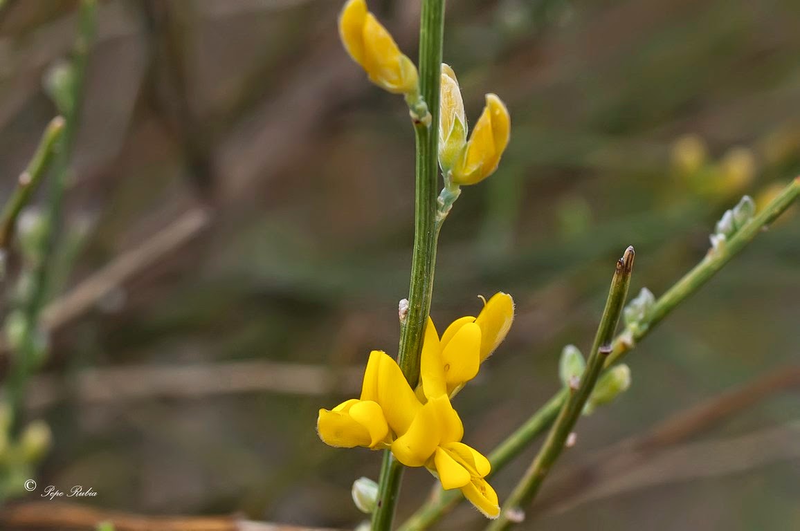 BIODIVERSIDAD COSTA GRANADINA Y...: Retama común, retama amarilla ...