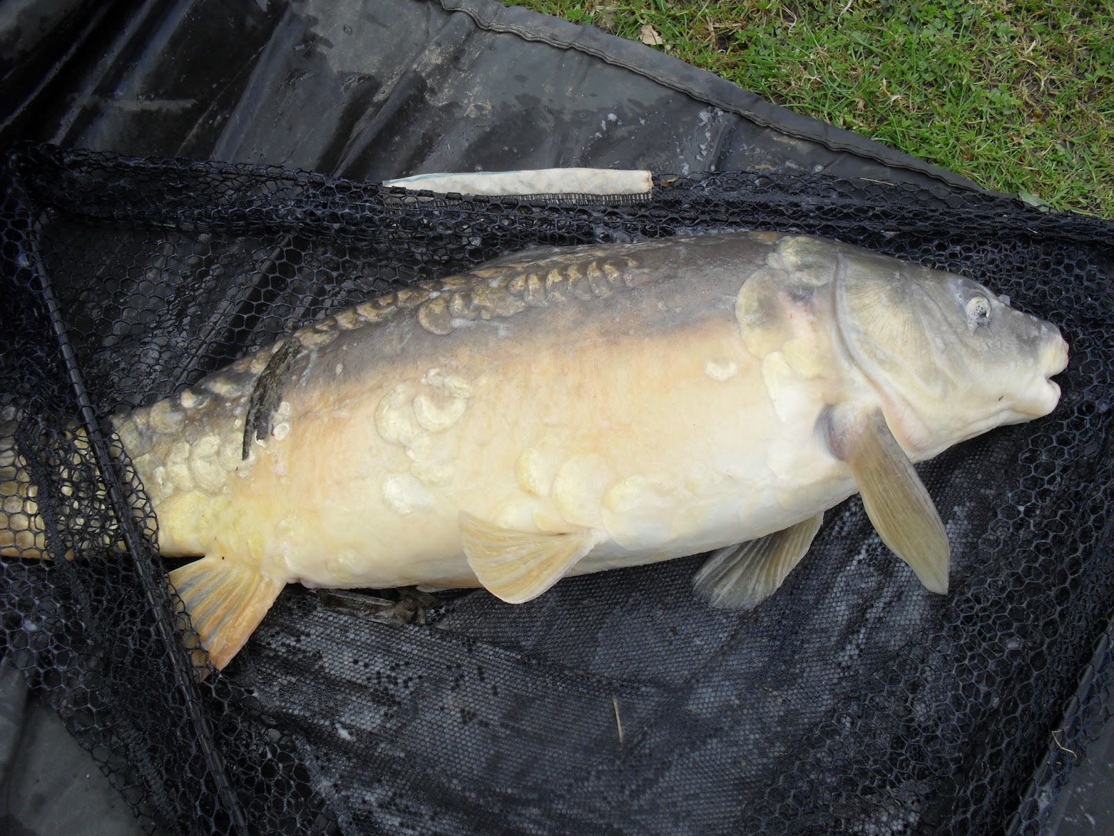 Ken's Fishing Tales: 2013 05 April 19th Chittenden, Edenbridge