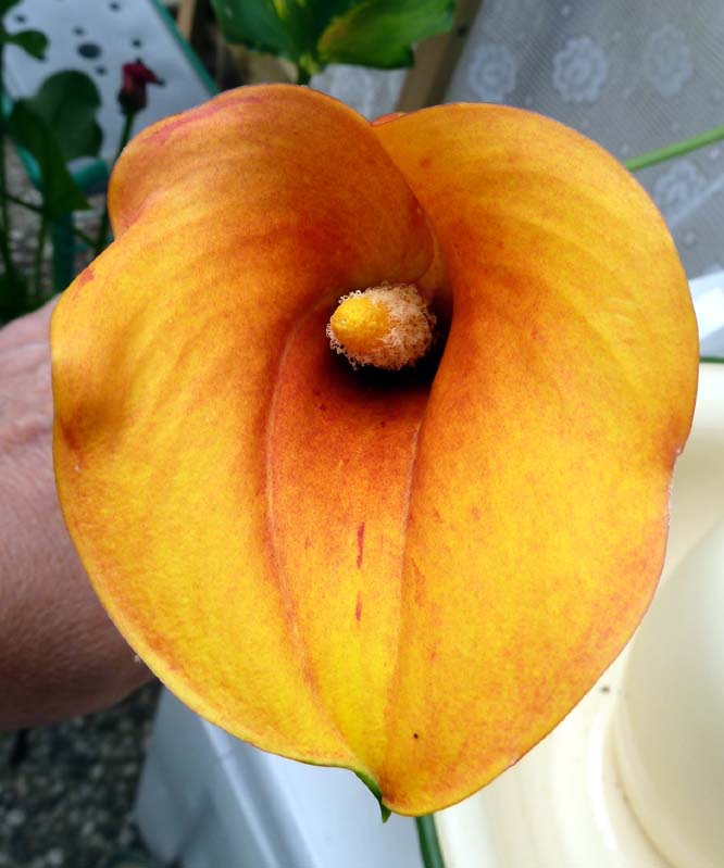 Tankar om och från min trädgård.: Lökarna vaknar.