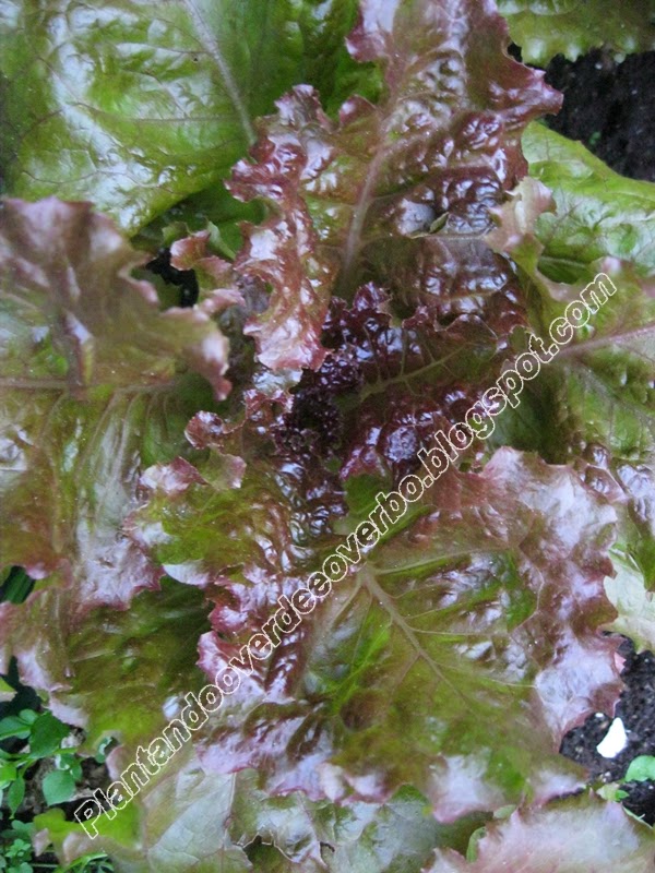 Plantando o Verde e o Verbo: Temos alfaces.