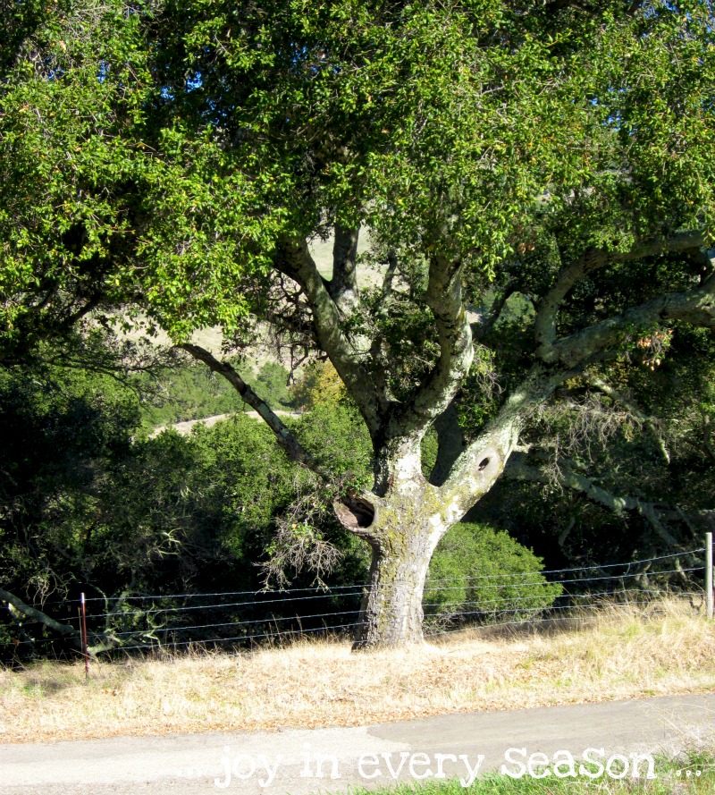 One for the Bucket List, Part 2 ... the Backroad | ... joy in every ...