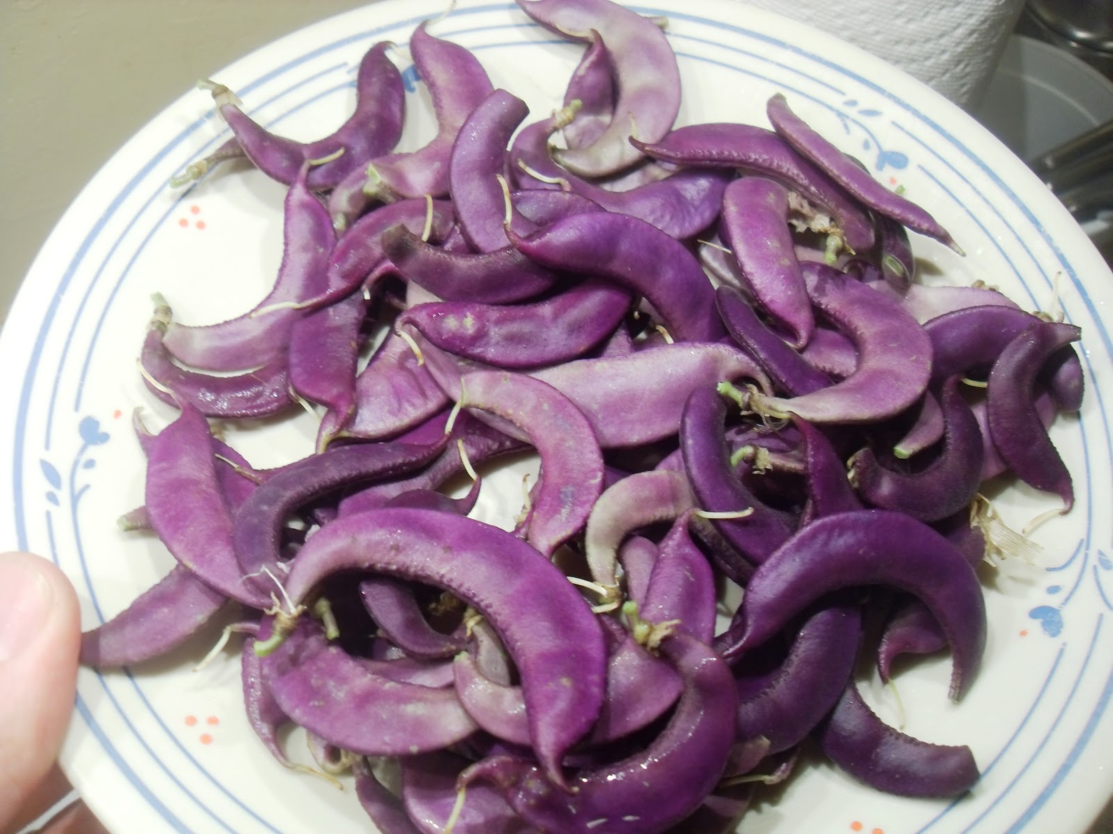 The Scientific Gardener: 8/1/12 - 9/1/12