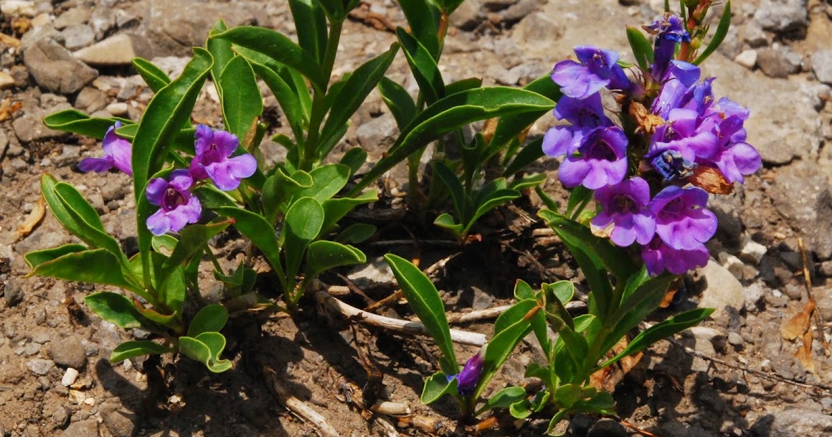 Wildflowers of the Wasatch Mountains and Bear River Range: Key to Penstemon