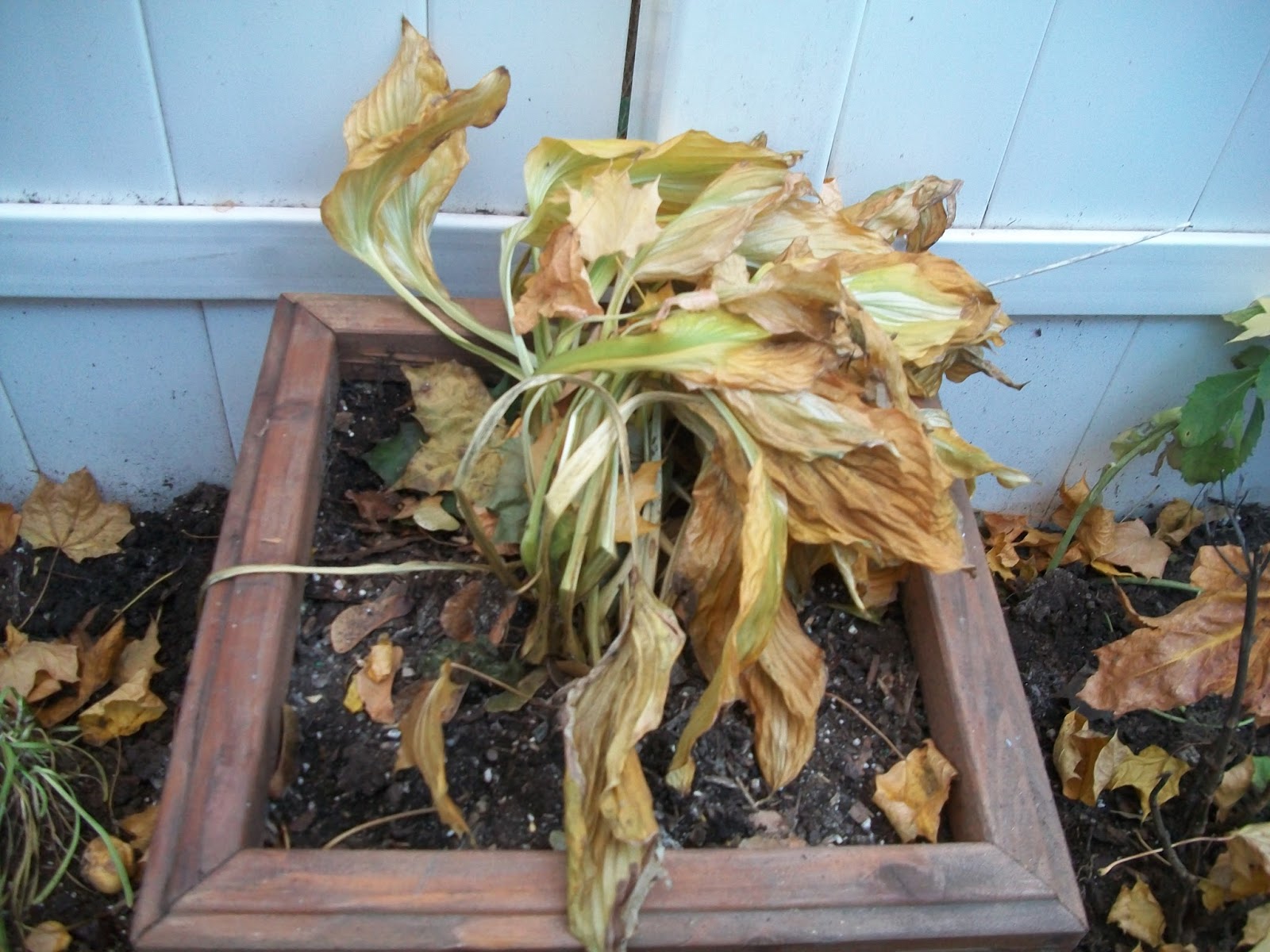Bloom Where You're Planted-Urban Gardening in Philly: Bulbs and In The Yard