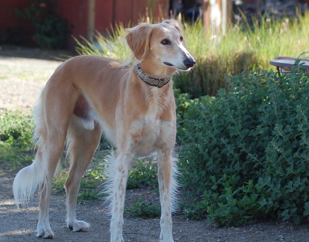 Taj the Saluki, His Broken Leg, and the Road to Recovery: Tajs Friends
