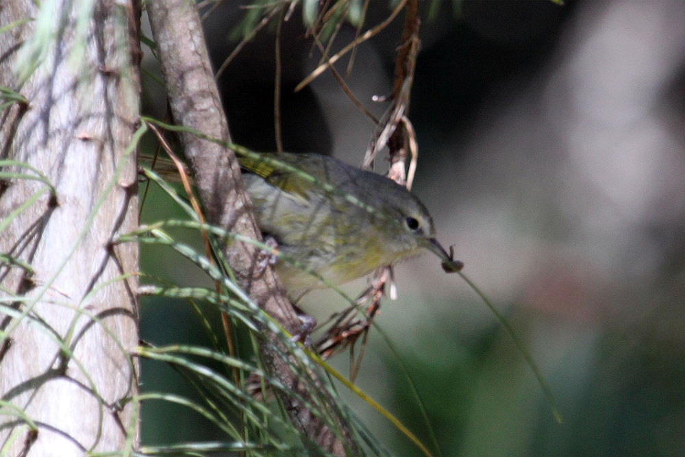 Greenham Birding: Forest Birds of Maui