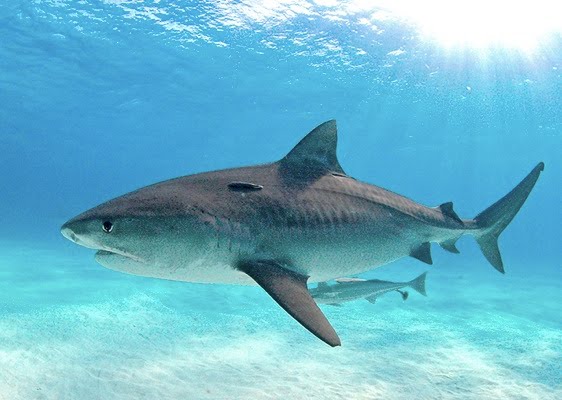 Los animales más fascinantes: El oportunista tiburón tigre.