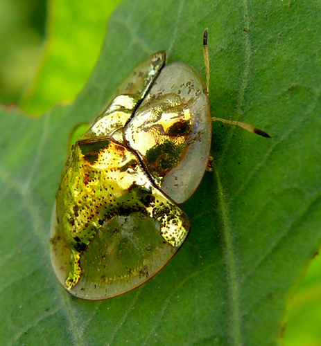 El mundo animal y la naturaleza: Escarabajo tortuga de oro