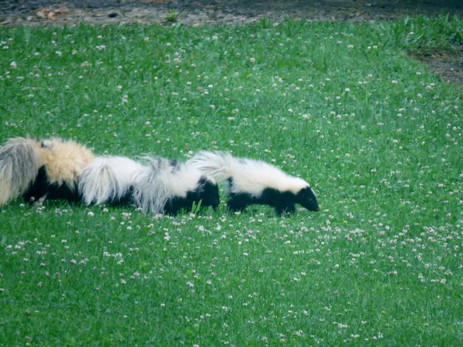 Blue Jay Barrens: Skunk Family