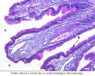 Manual interactivo de tejido epitelial: EPITELIO SIMPLE COLUMNAR