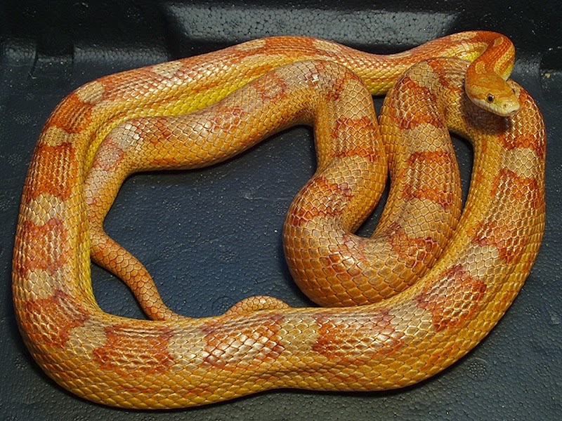 Jenis - Jenis Colubrid Snake ( Genus Colubridae ): Jenis-jenis / Macam ...