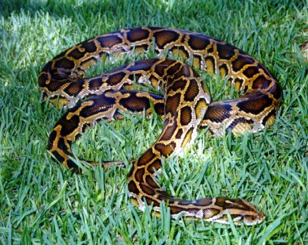 AVEEK- Blogs: African rock python